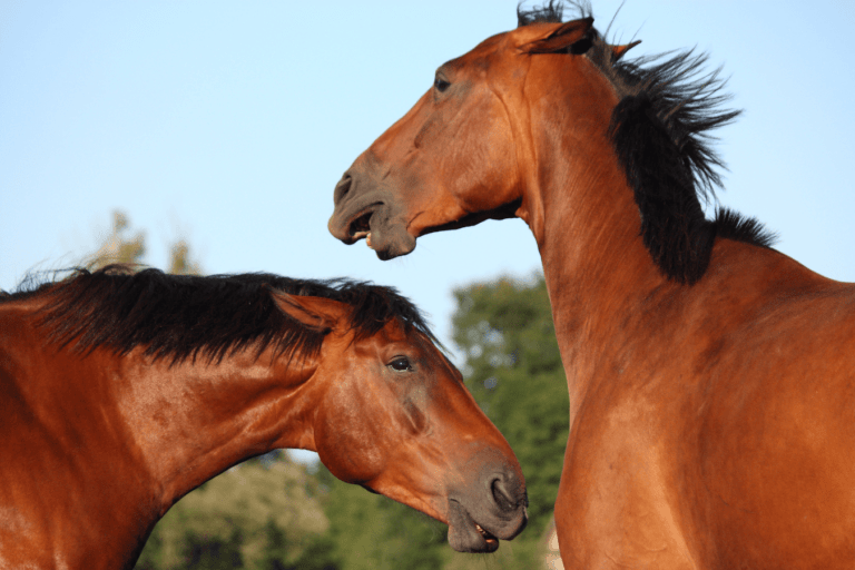 Cheval agressif : le comprendre et l’aider - Equi'celt