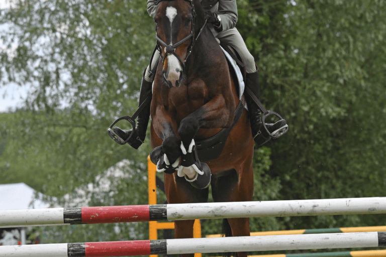 Cheval agressif : le comprendre et l’aider - Equi'celt