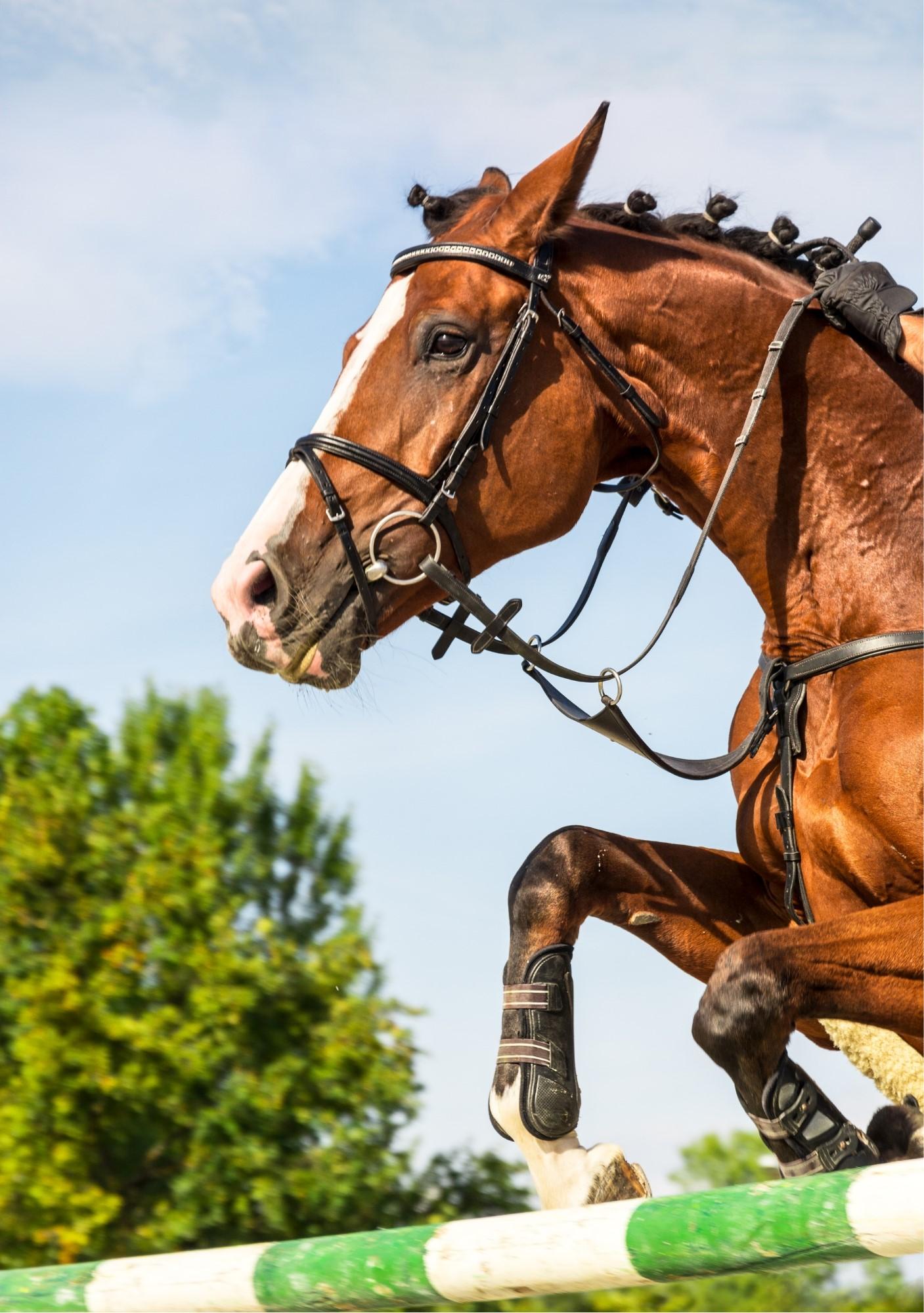 Syndrome de la jument pisseuse : causes et solutions efficaces - Equi'celt